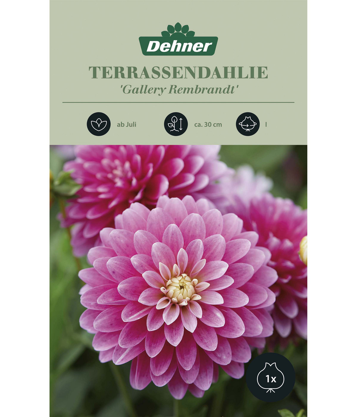 Dehner Blumenzwiebel Terrassendahlie 'Gallery Rembrandt', 1 Stk. | Dehner