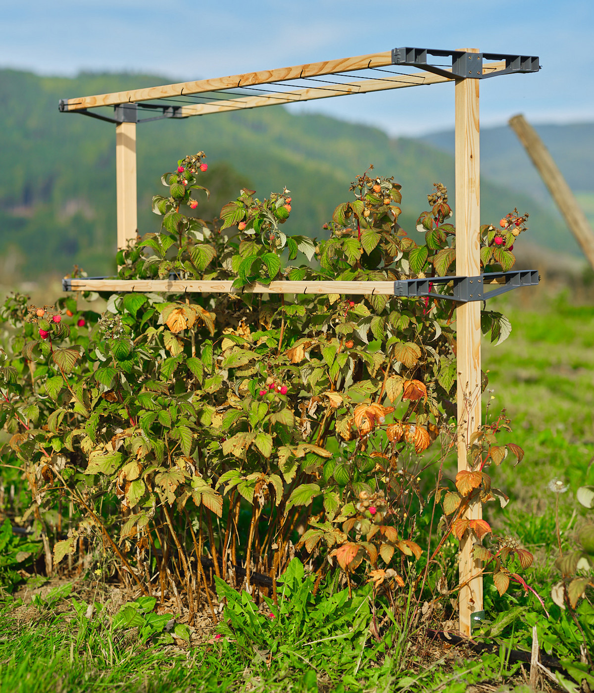 Gusta Garden Beeren-Rankhilfe Berry Buddy, ca. B119/H139/T35 cm | Dehner